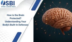 How is the Brain Protected? Understanding Your Body's Built-In Defenses ...